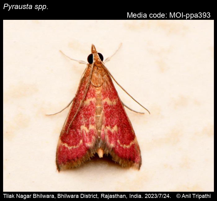 Pyrausta spp. Schrank, 1802 - | Moths